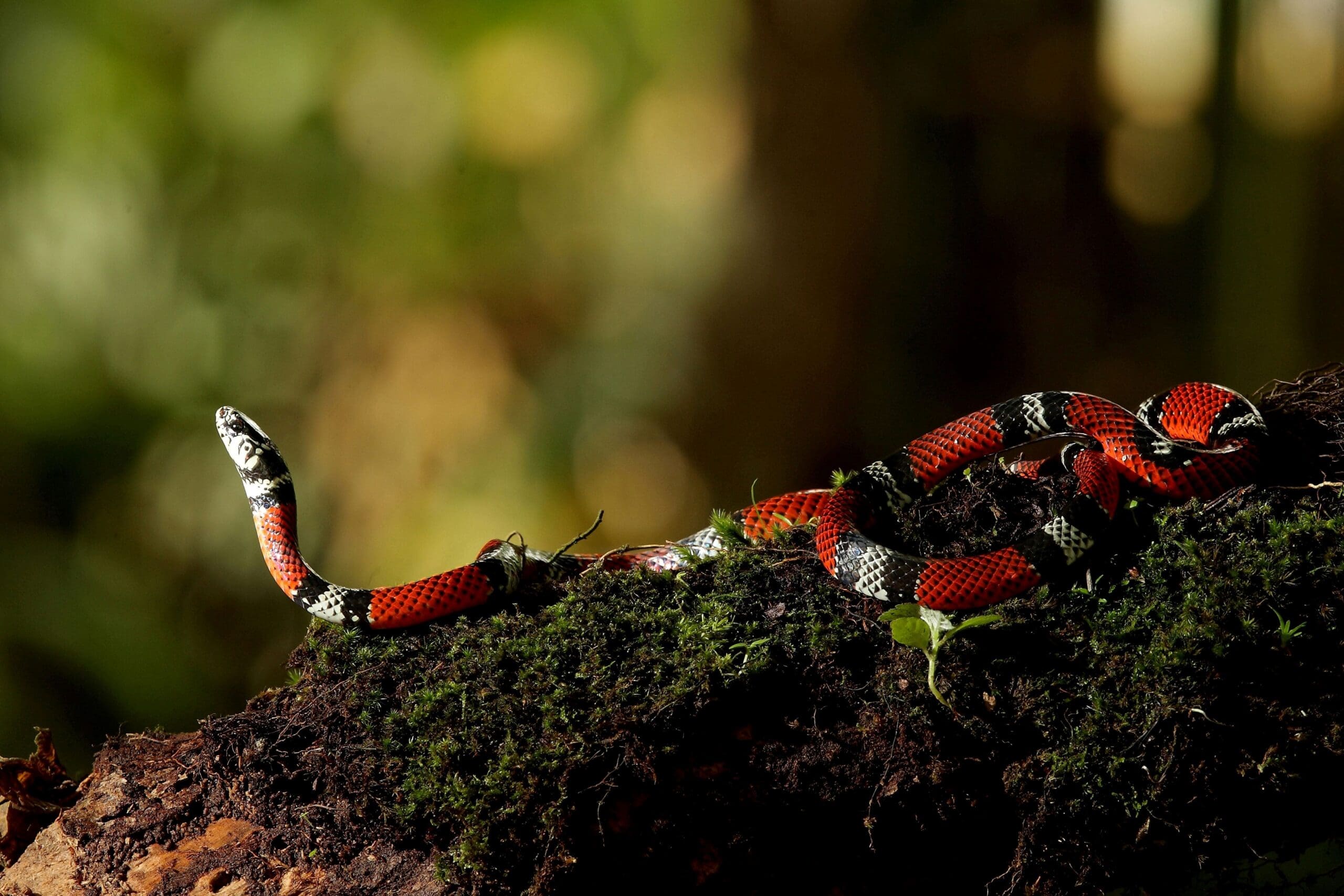 Snakes In Your Garden! | Alterra Design LLC